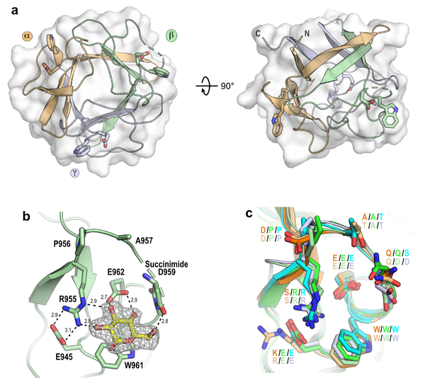 Carbohydrate Binding Module Family 92 - CAZypedia