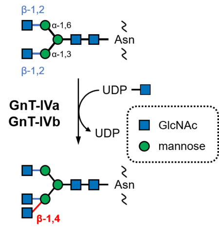 Carbohydrate Binding Module Family 94 - CAZypedia