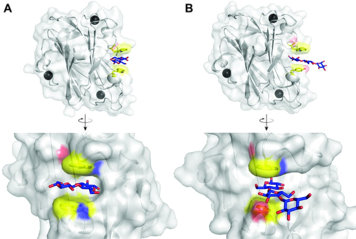 Carbohydrate Binding Module Family 9 - CAZypedia