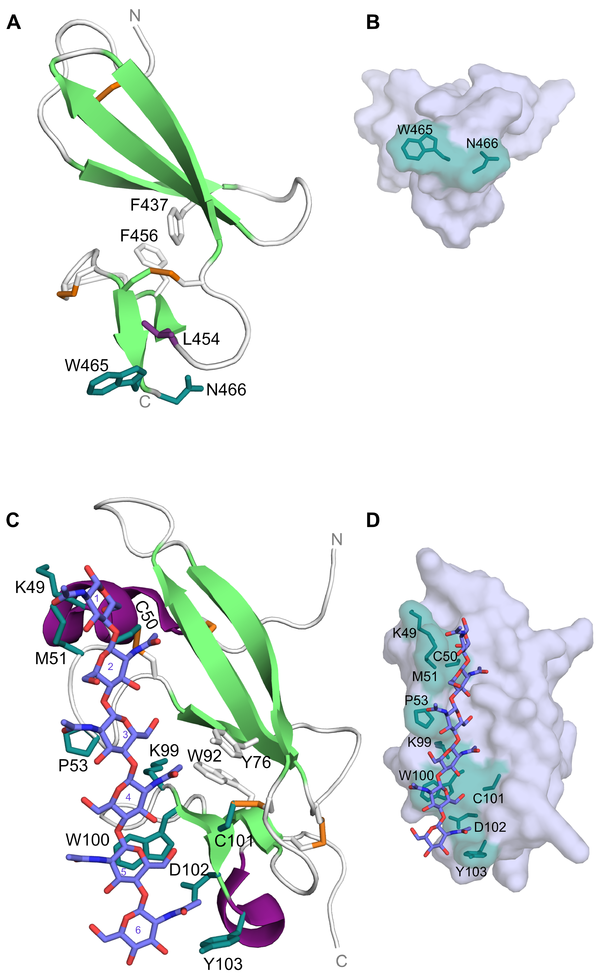 Carbohydrate Binding Module Family 14 - CAZypedia
