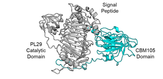 Carbohydrate Binding Module Family 105 - CAZypedia