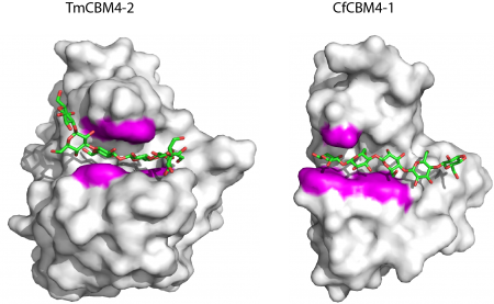 Carbohydrate Binding Module Family 4 - CAZypedia