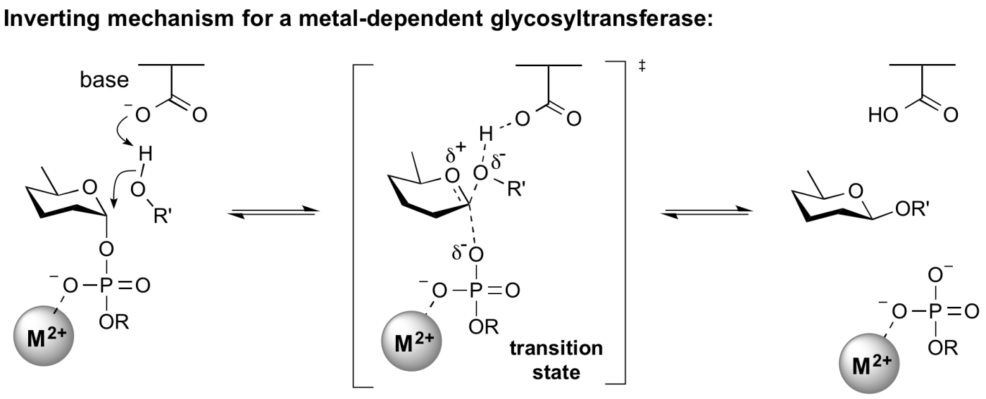 Glycosyltransferases - CAZypedia