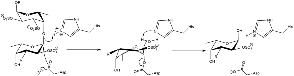 Glycoside Hydrolase Family 107 - CAZypedia