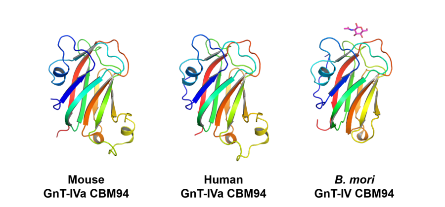 Carbohydrate Binding Module Family 94 - CAZypedia