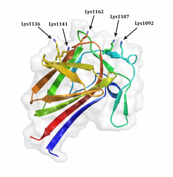 Carbohydrate Binding Module Family 77 - CAZypedia