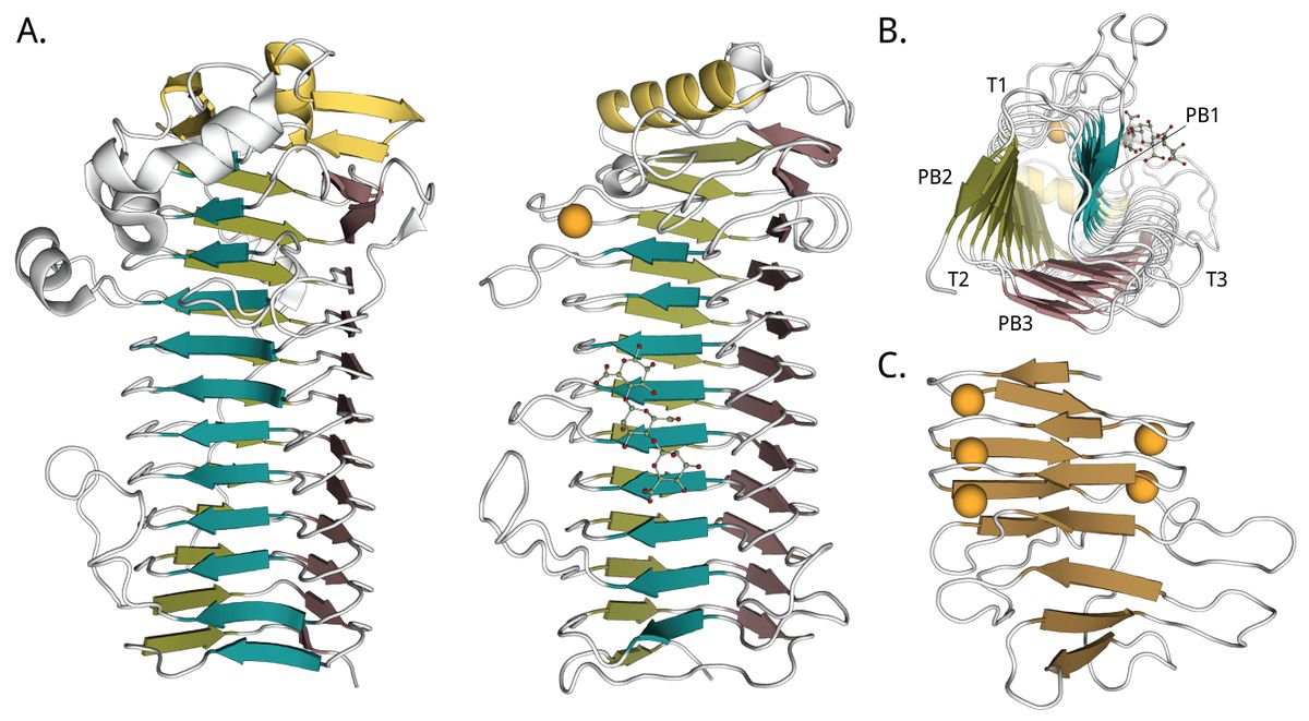 Polysaccharide epimerases - CAZypedia