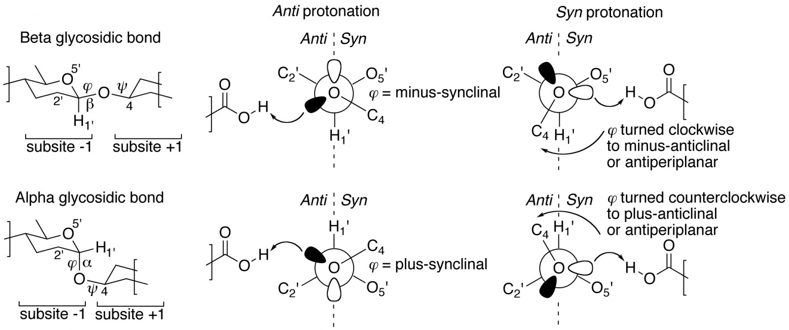 Syn/anti lateral protonation - CAZypedia