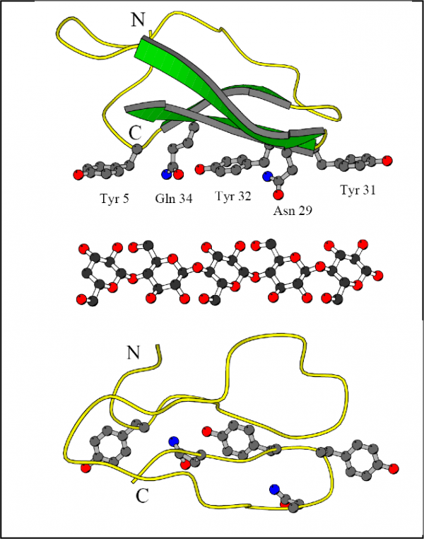 Carbohydrate Binding Module Family 1 - CAZypedia
