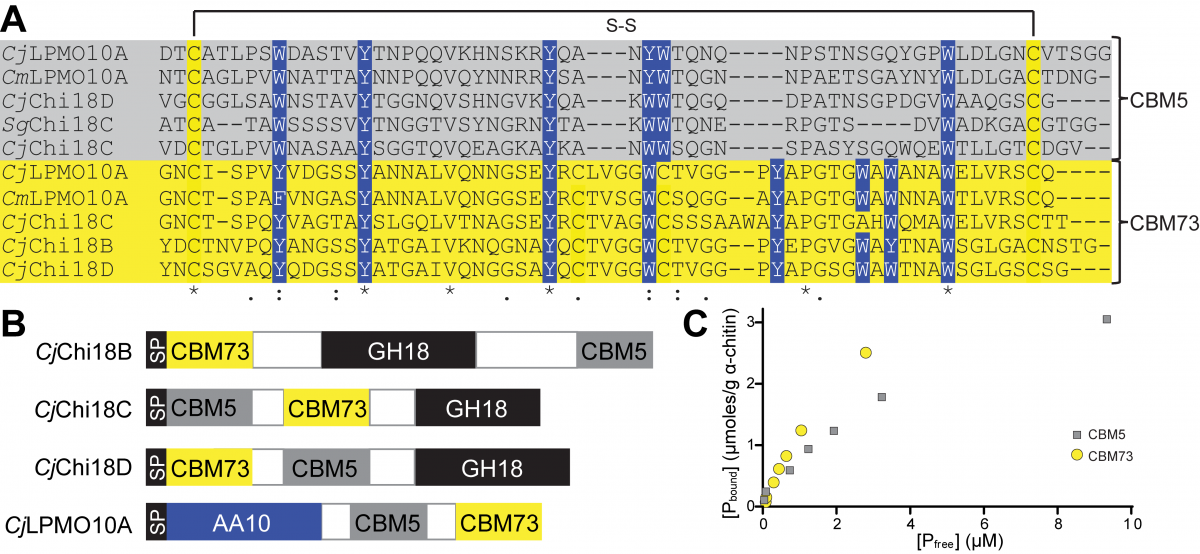 Carbohydrate Binding Module Family 73 - CAZypedia