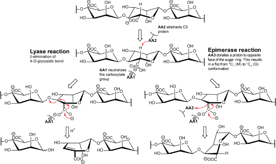 Polysaccharide epimerases - CAZypedia