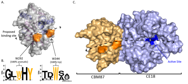 Carbohydrate Binding Module Family 87 - CAZypedia