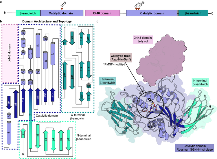 Carbohydrate Esterase Family 20 - CAZypedia