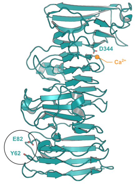 Carbohydrate Binding Module Family 89 - CAZypedia