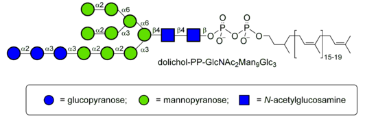 Glycosyltransferases - CAZypedia