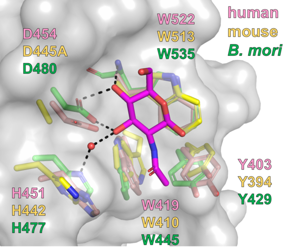 Carbohydrate Binding Module Family 94 - CAZypedia