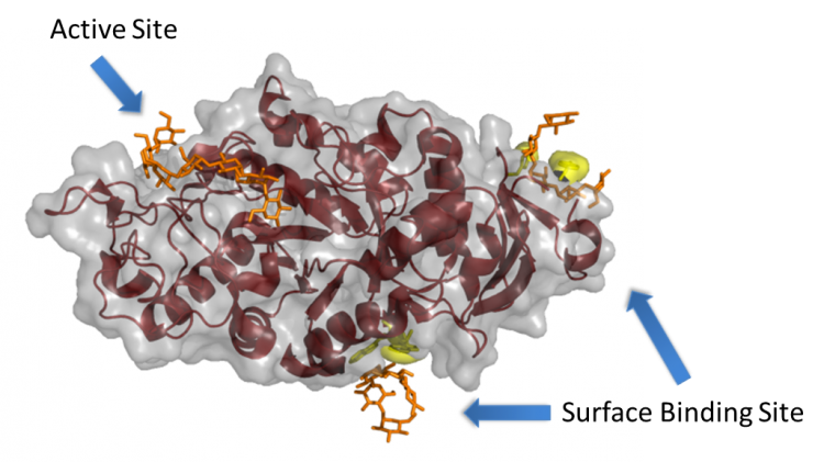 Surface Binding Site - CAZypedia