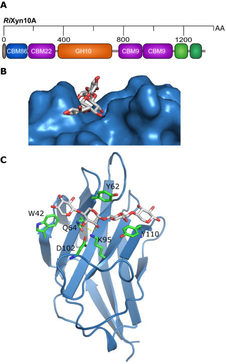 Carbohydrate Binding Module Family 86 - CAZypedia
